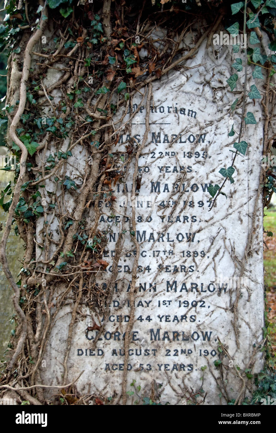 gravestone overgrown with tree roots and branches at putney vale ...