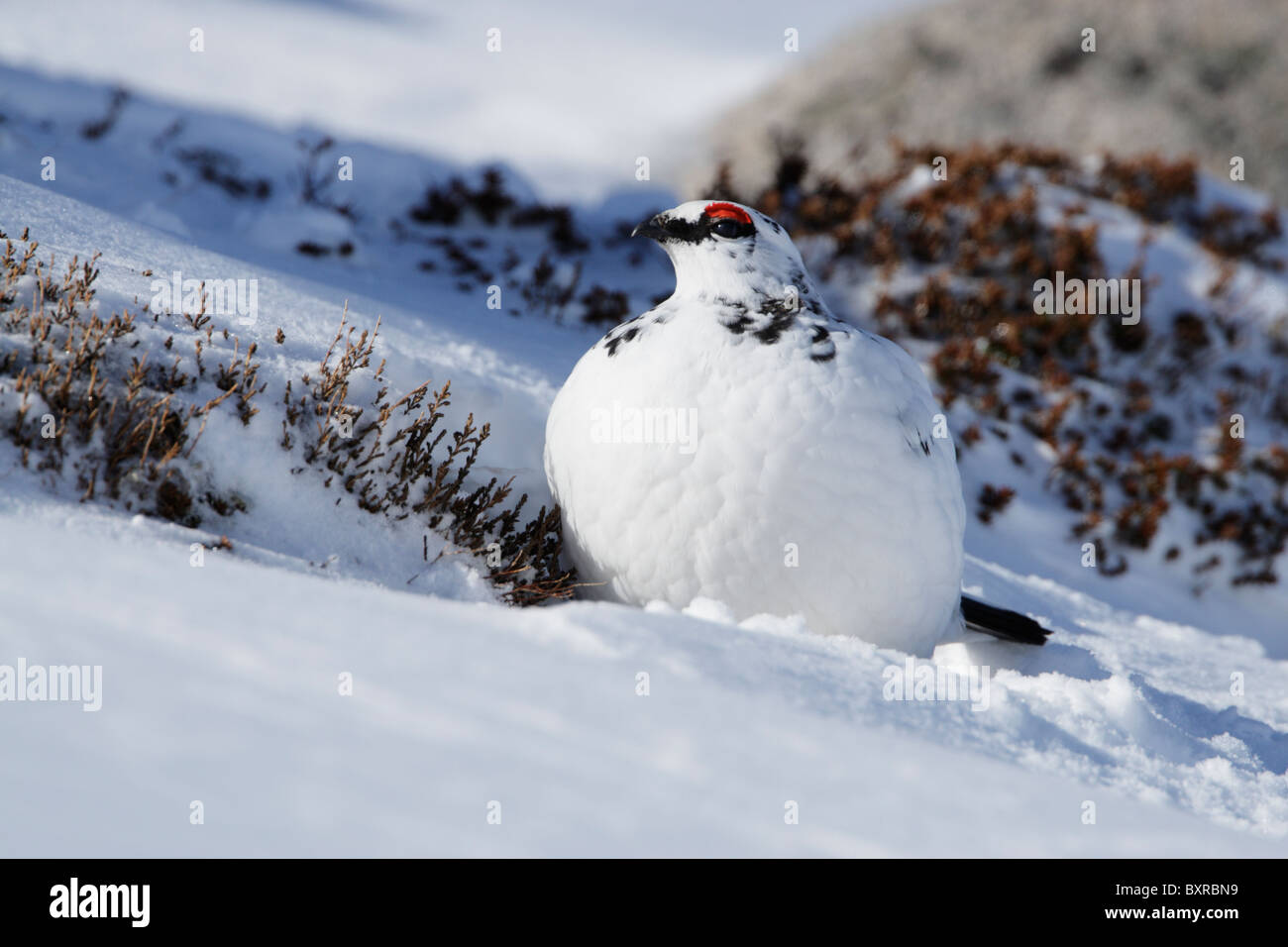 Male rock ptarmigan (Lapogus muta) showing winter plumage on a snow ...