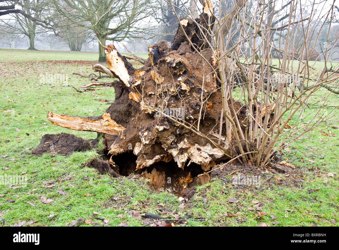 Roots of tree blown over hi-res stock photography and images - Alamy