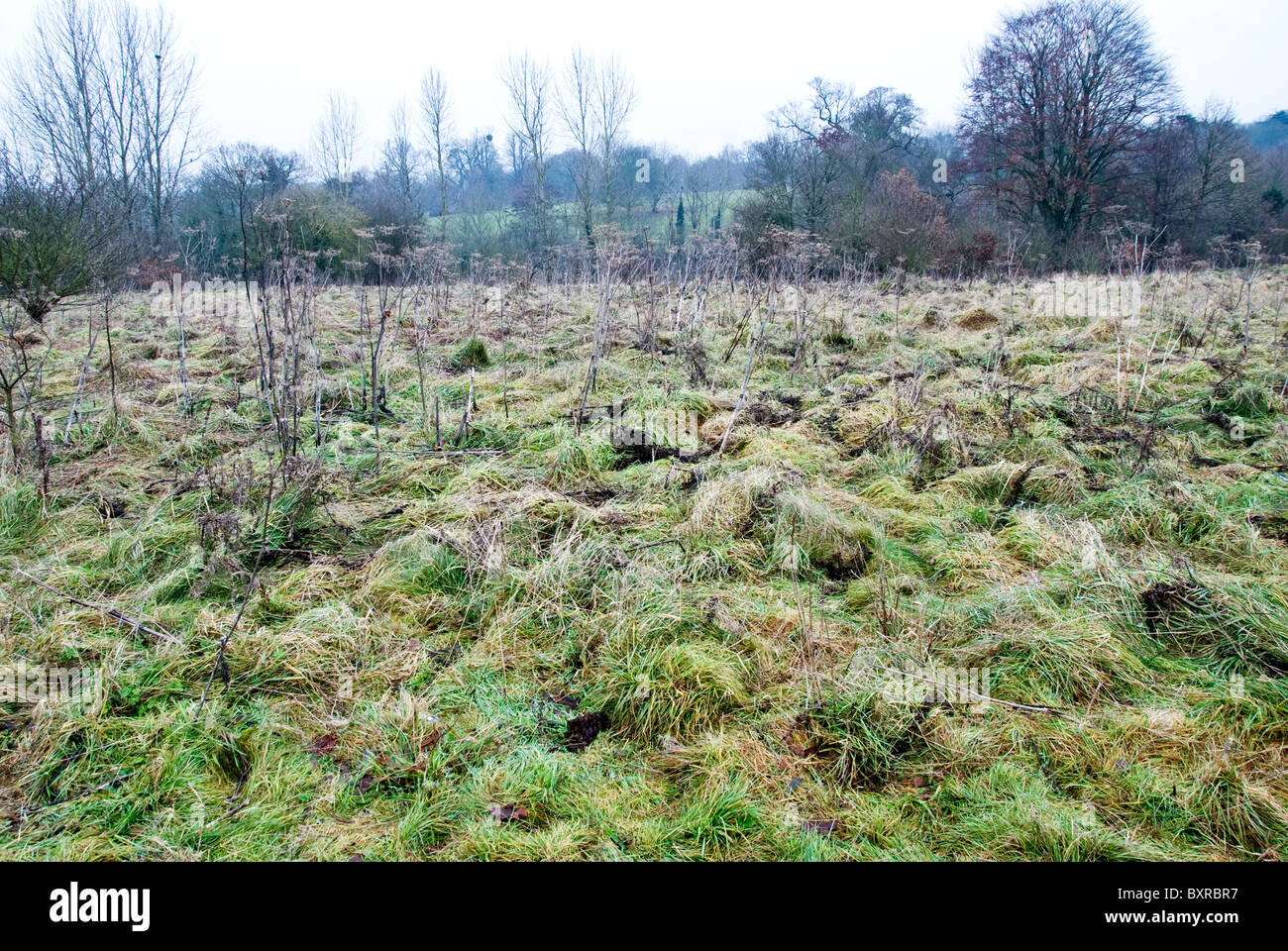 Scrub grassland in winter Stock Photo - Alamy