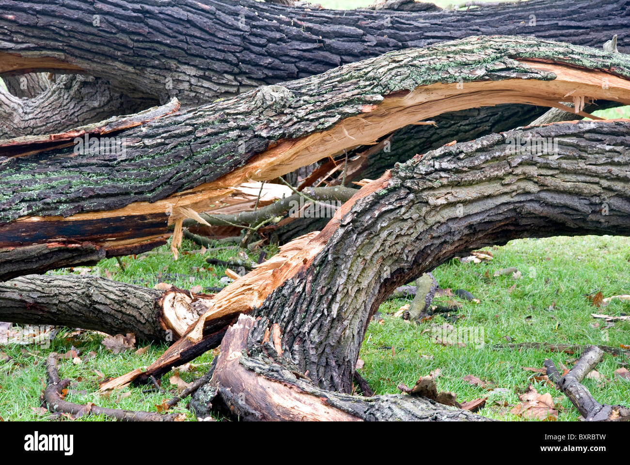 Tree Split High Resolution Stock Photography and Images - Alamy