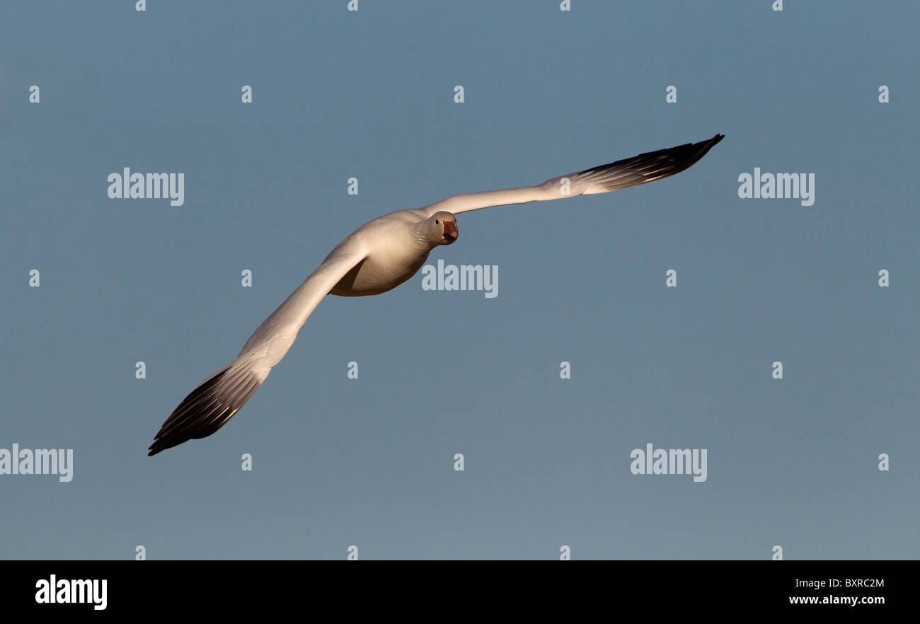 Snow goose in forward flight hi-res stock photography and images - Alamy