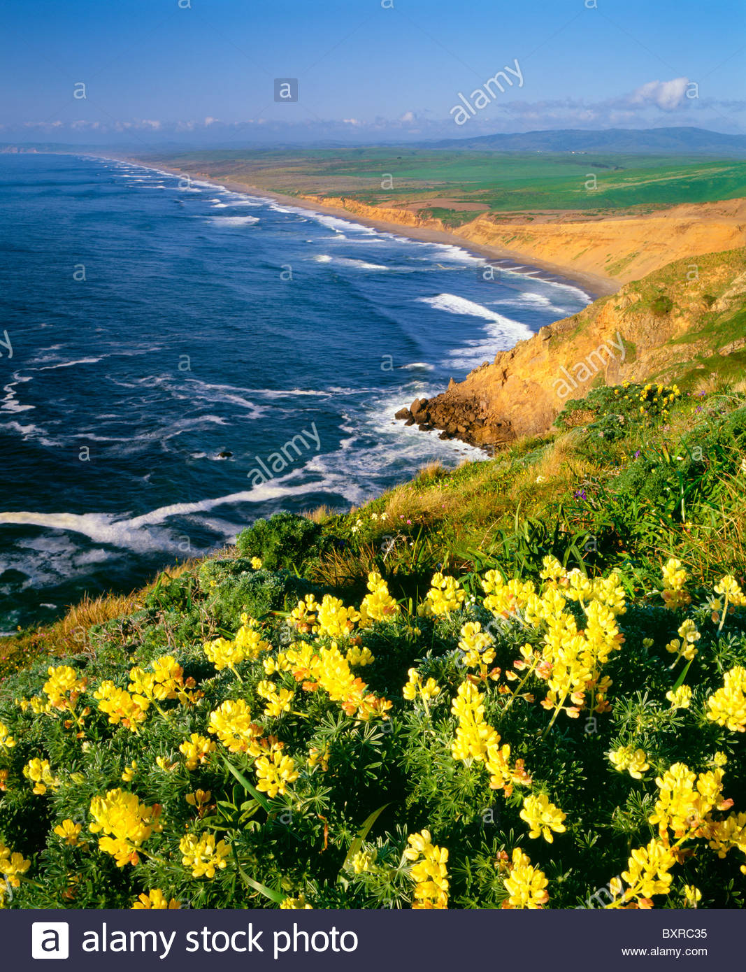 Coastal Bush Lupine Stock Photos & Coastal Bush Lupine Stock Images - Alamy