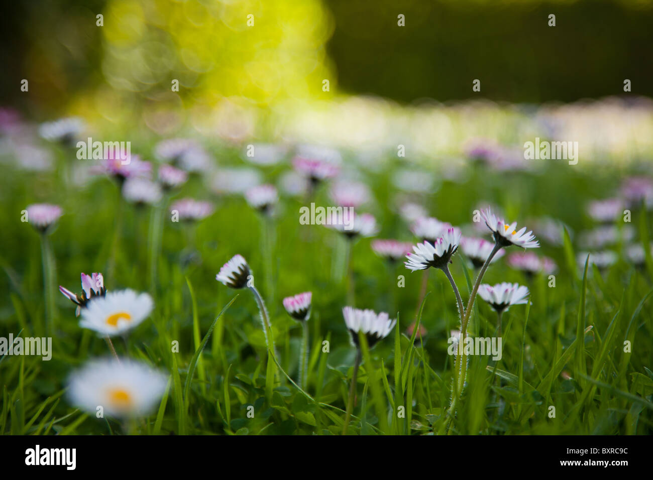 Dasies hi-res stock photography and images - Alamy