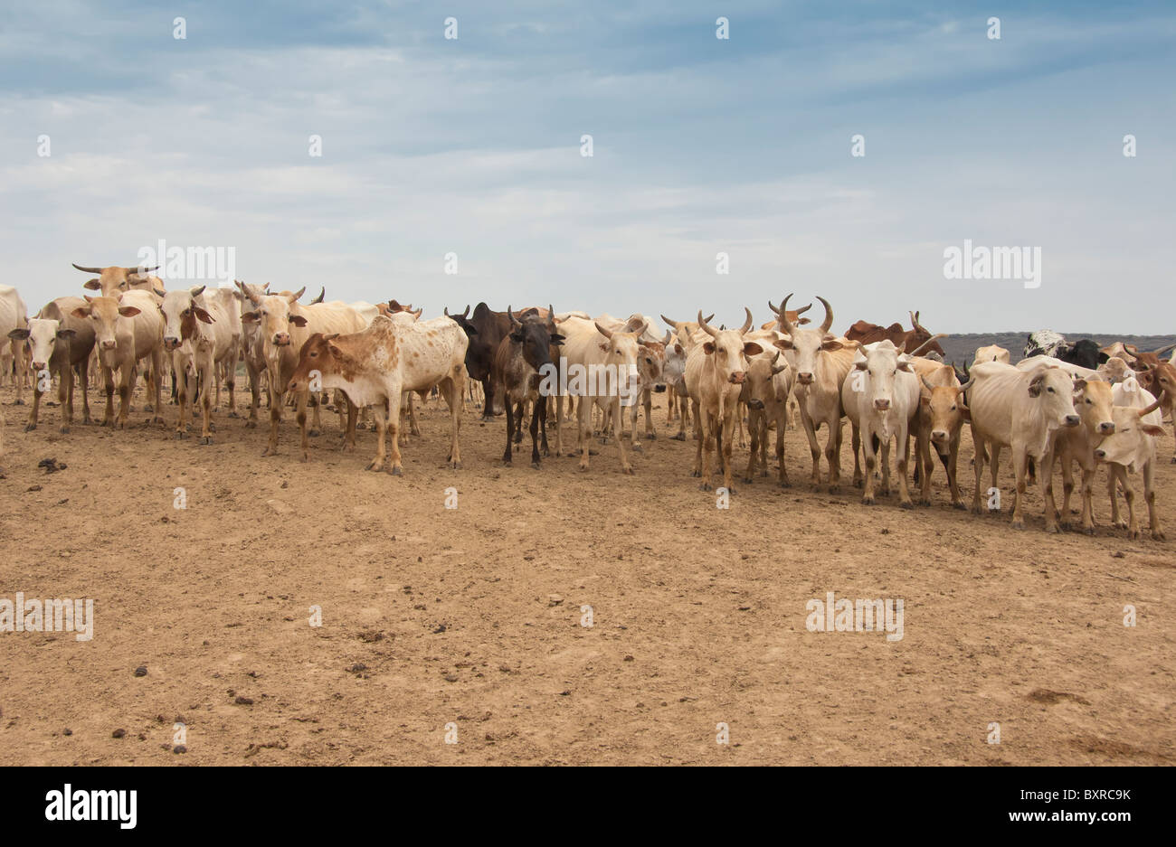 Cow herd, Nyangatom (Bumi) tribe, Omo River Valley, Ethiopia Africa ...