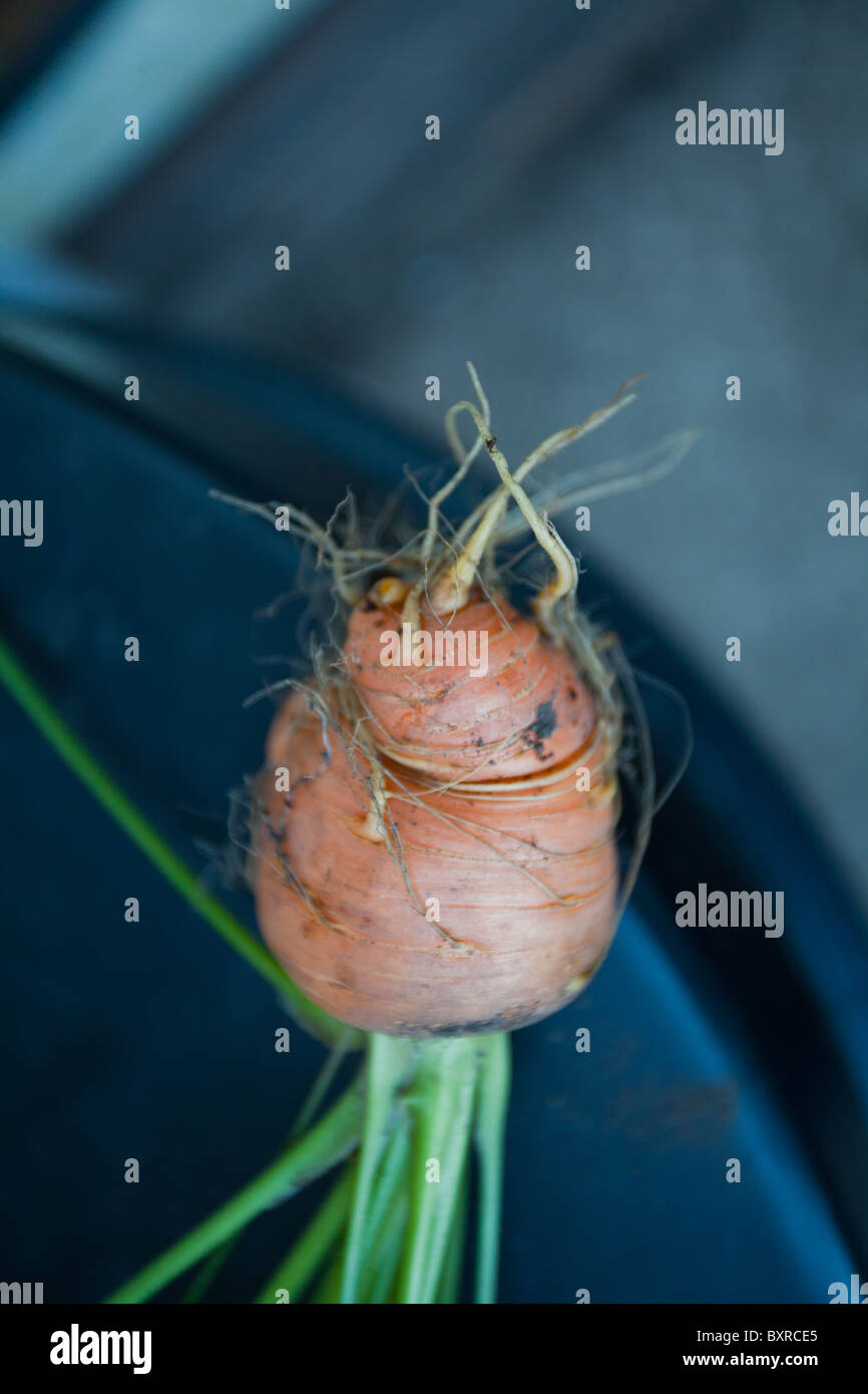 Wrinkly homegrown carrot Stock Photo - Alamy