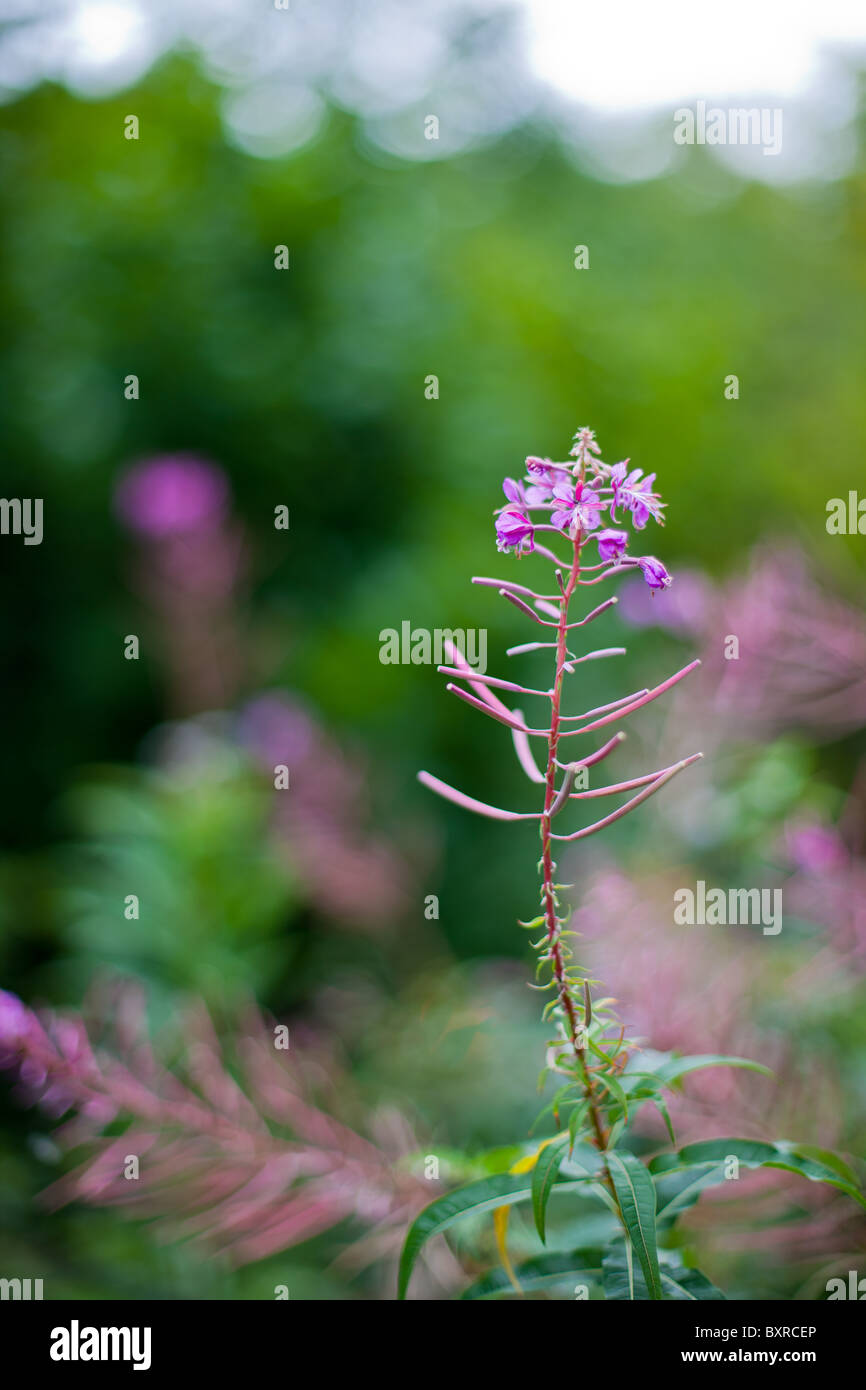 Spindly plant hi-res stock photography and images - Alamy