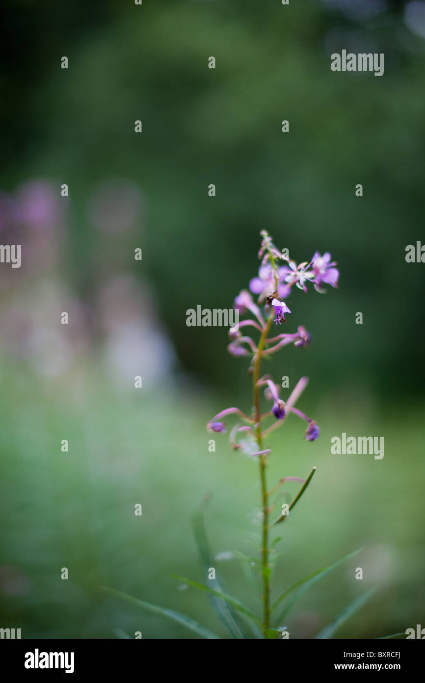 Spindly plant hi-res stock photography and images - Alamy