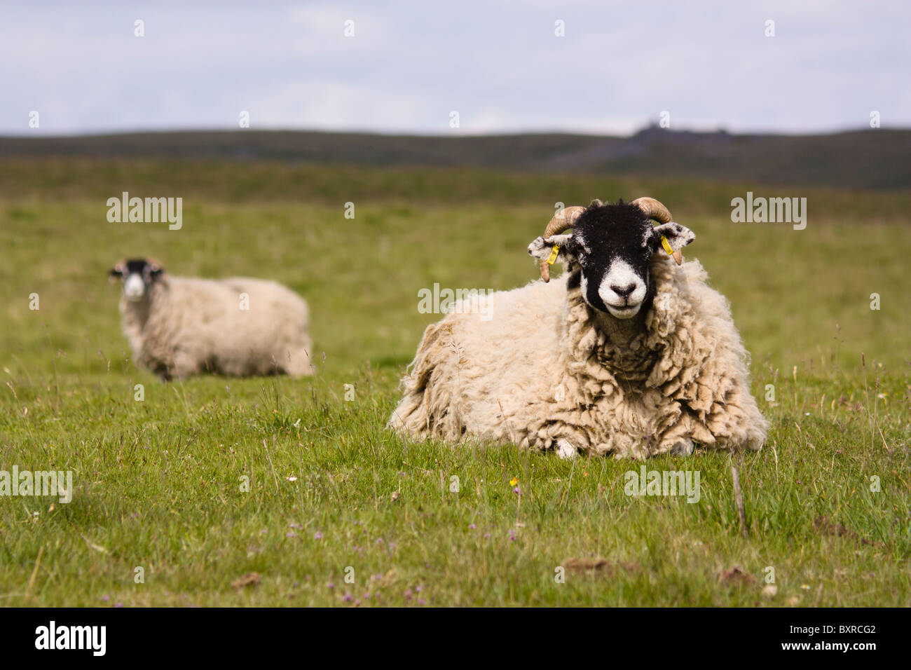Stockbreeding hi-res stock photography and images - Alamy