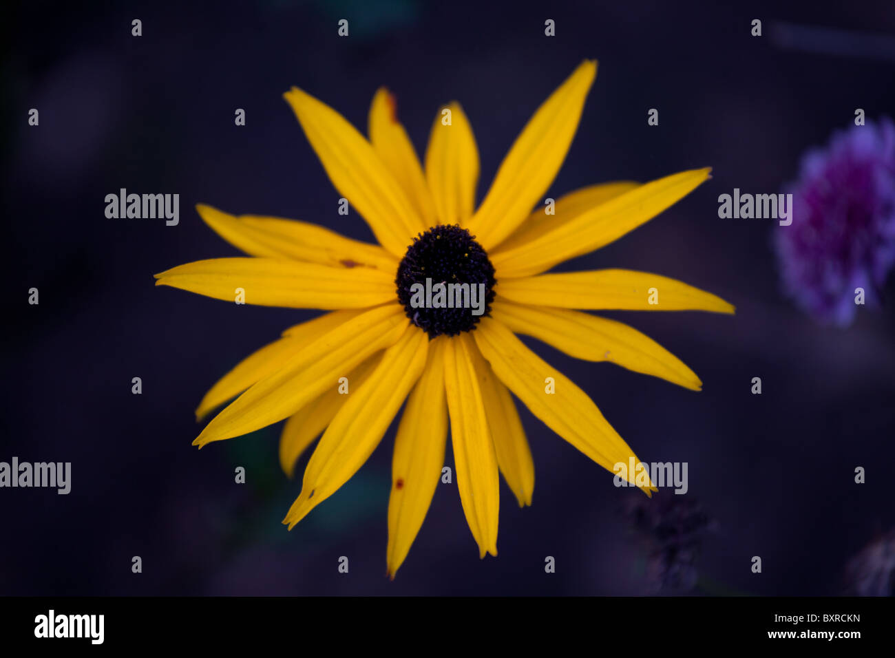 Yellow flower against a black background hi-res stock photography and ...