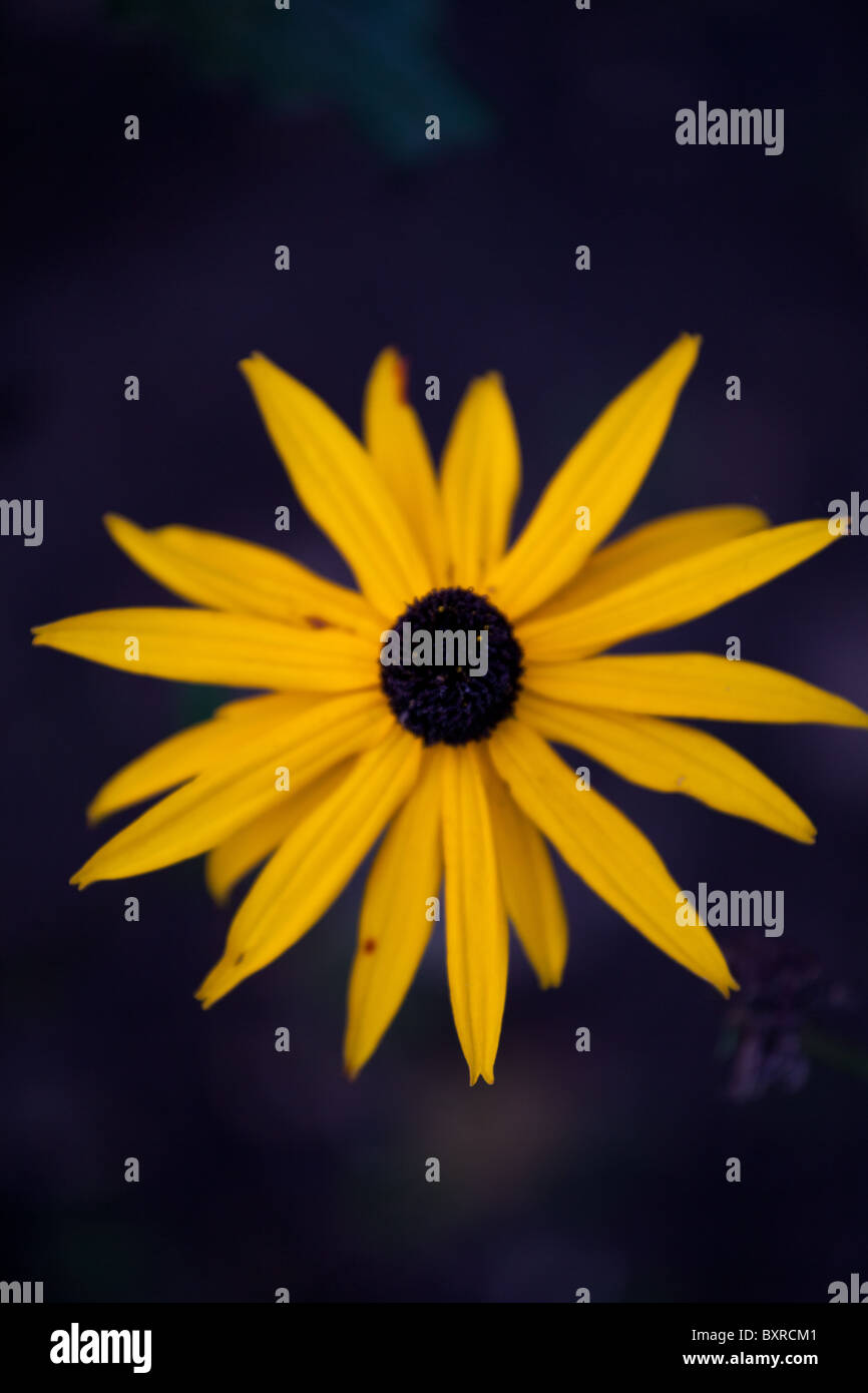 Yellow flower against a black background hi-res stock photography and ...