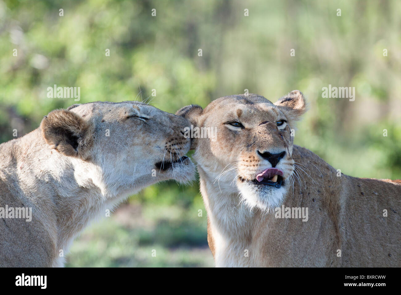 Lions grooming hi-res stock photography and images - Alamy