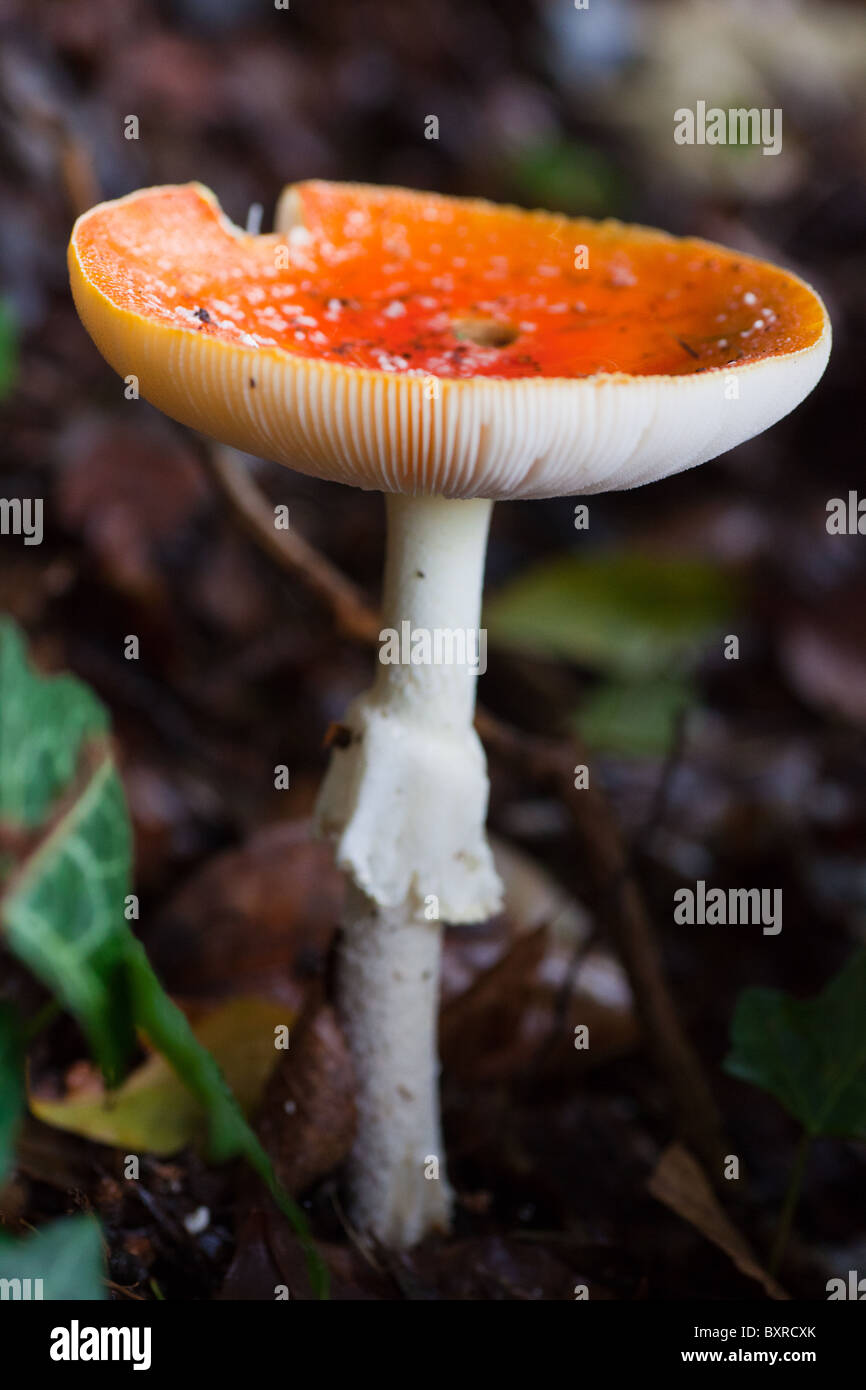 Fully open fly agaric fungus Stock Photo - Alamy