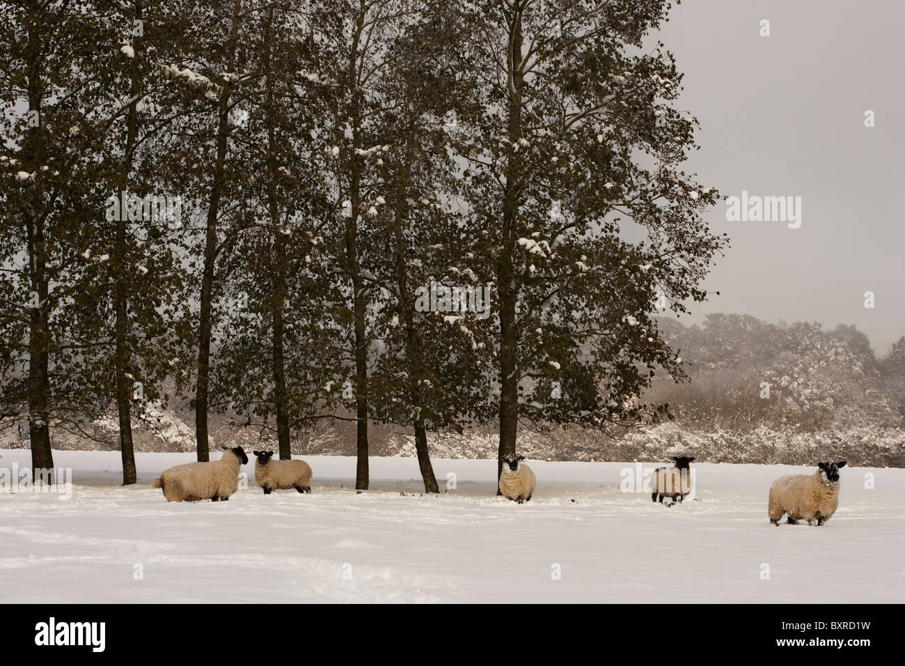 Suffolk/Mule cross bred sheep in a snow covered field Stock Photo - Alamy