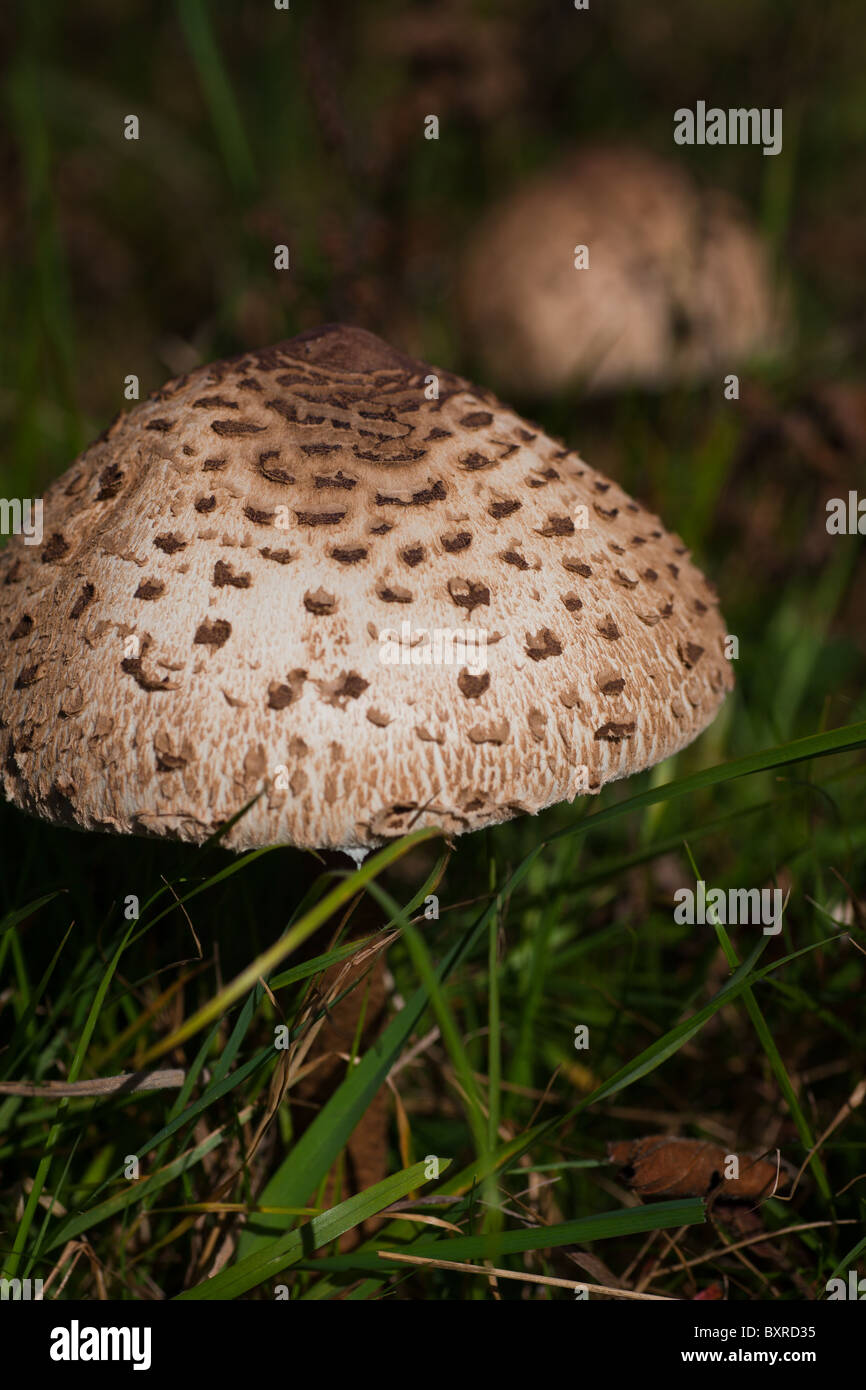 Toadstool on a forest floor Stock Photo - Alamy