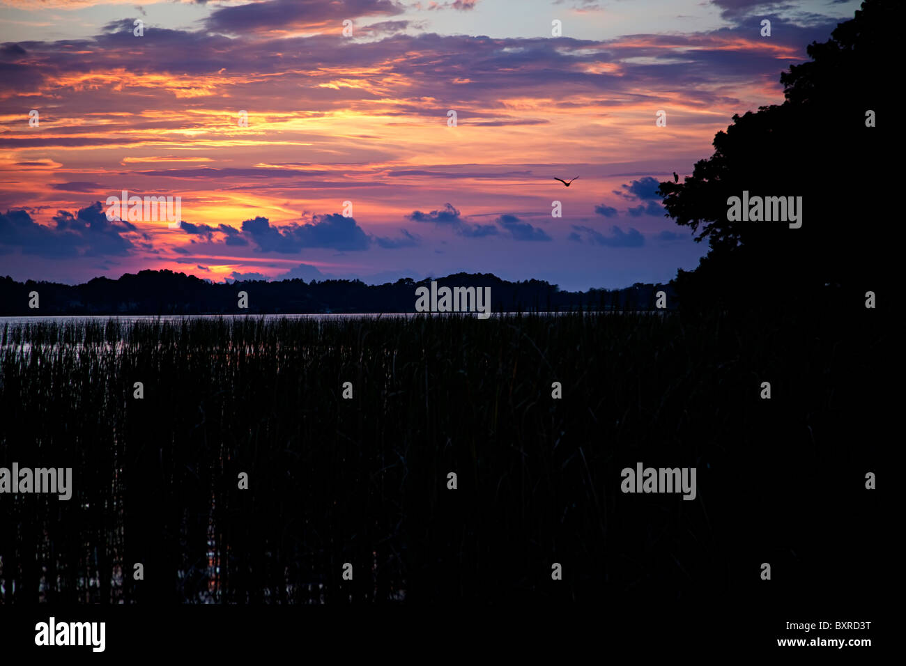 Lake tarpon hi-res stock photography and images - Alamy