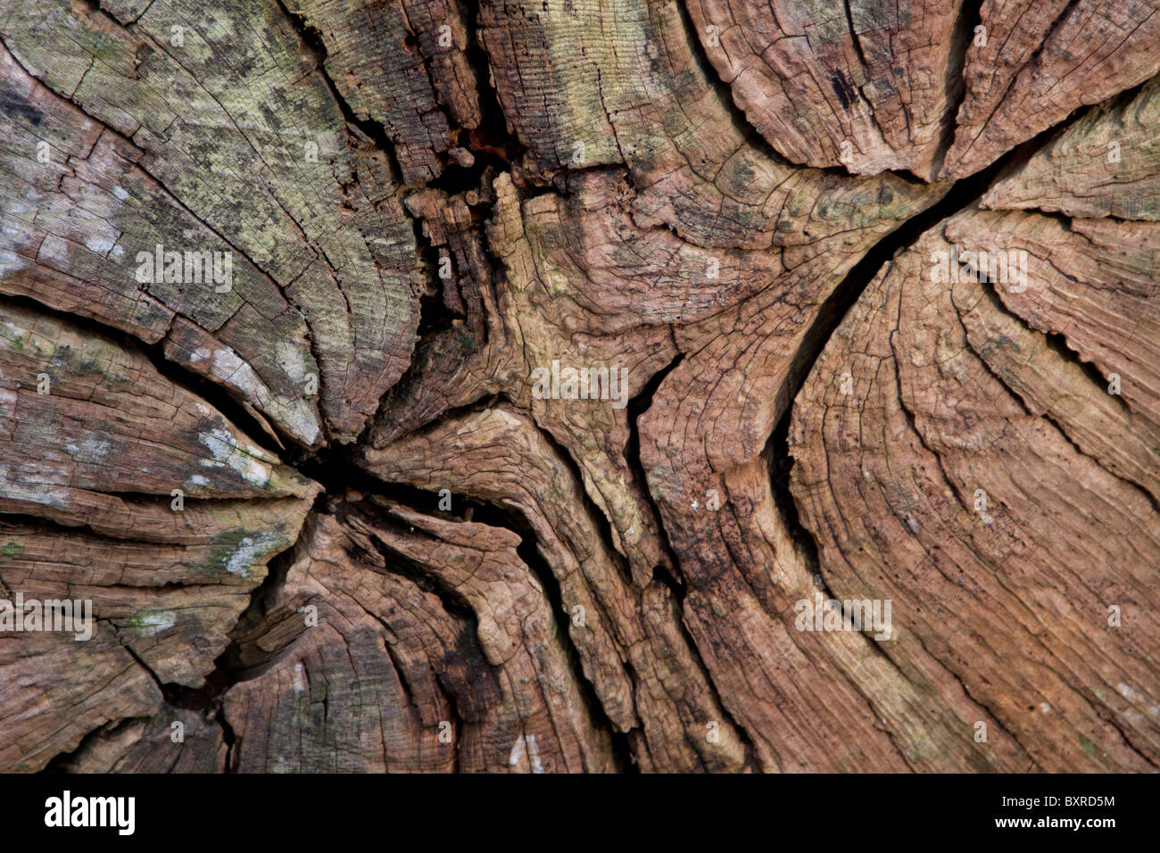 End cut tree tree showing hi-res stock photography and images - Alamy