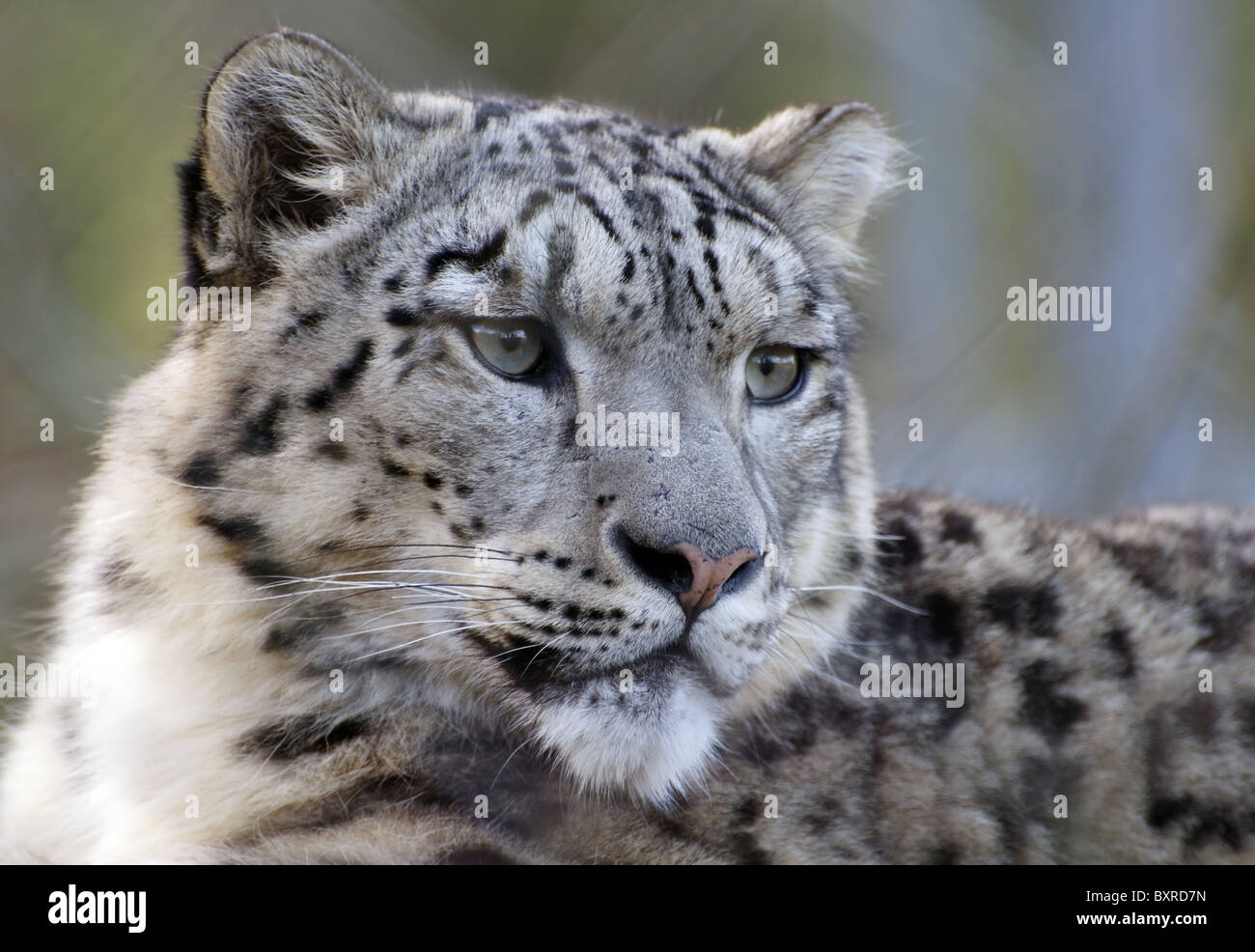 Male snow leopard (headshot Stock Photo - Alamy