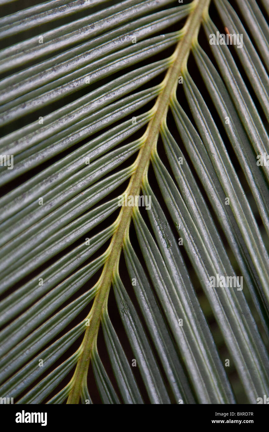 Abstract palm leaf detail hi-res stock photography and images - Alamy