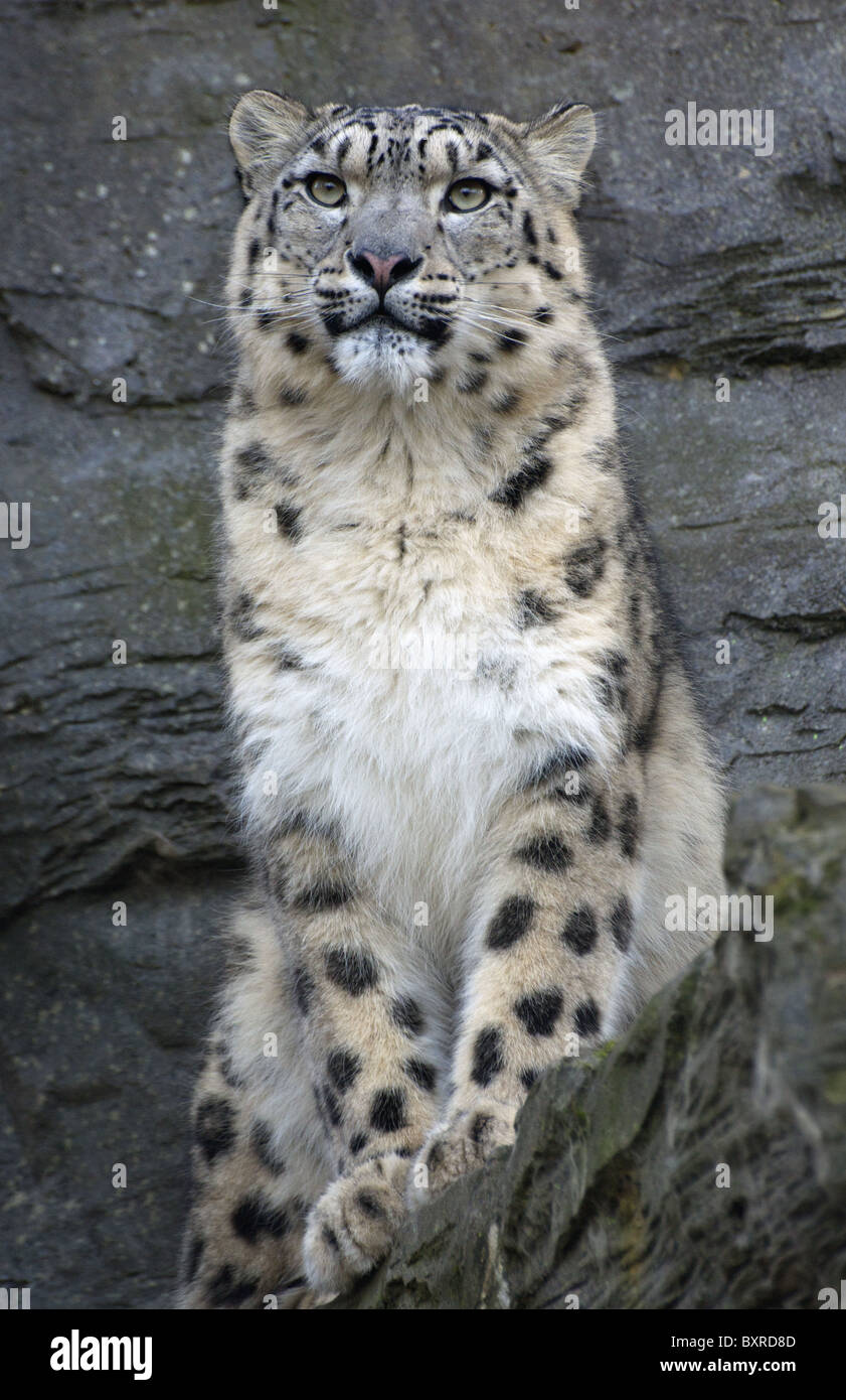 Female snow leopard hi-res stock photography and images - Alamy