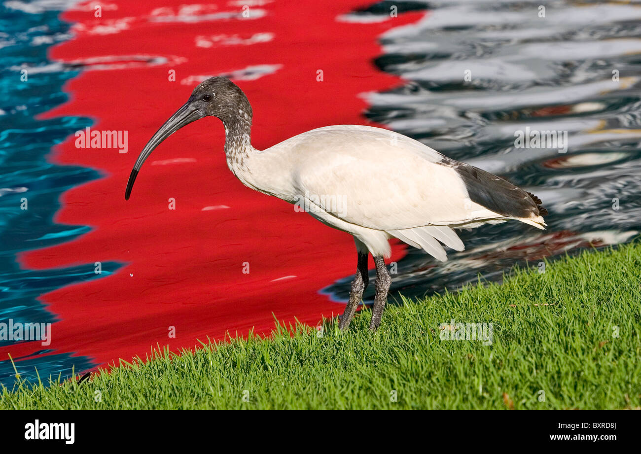 Molucca hi-res stock photography and images - Alamy