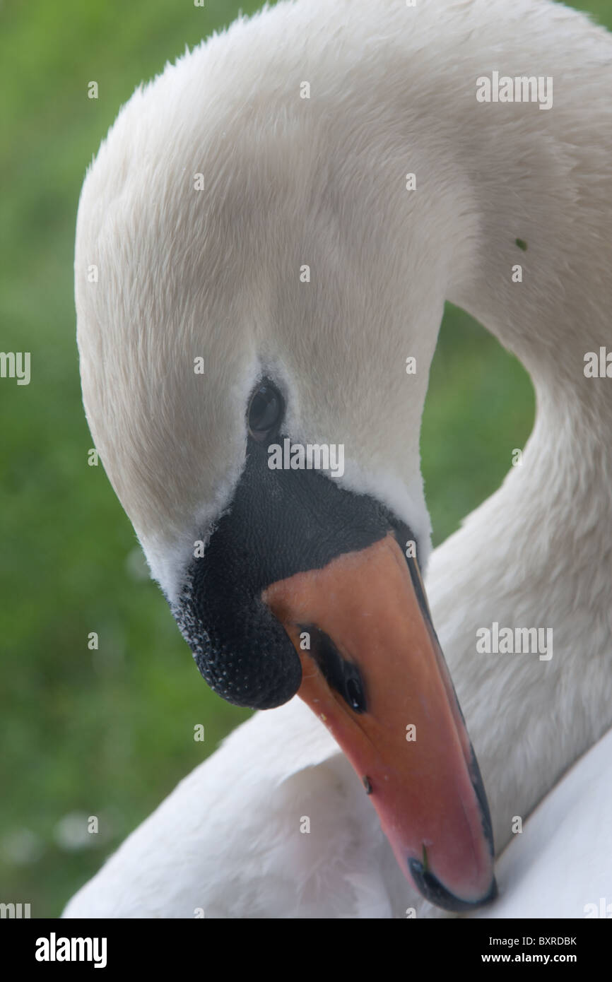 Mute swan head up close Stock Photo - Alamy