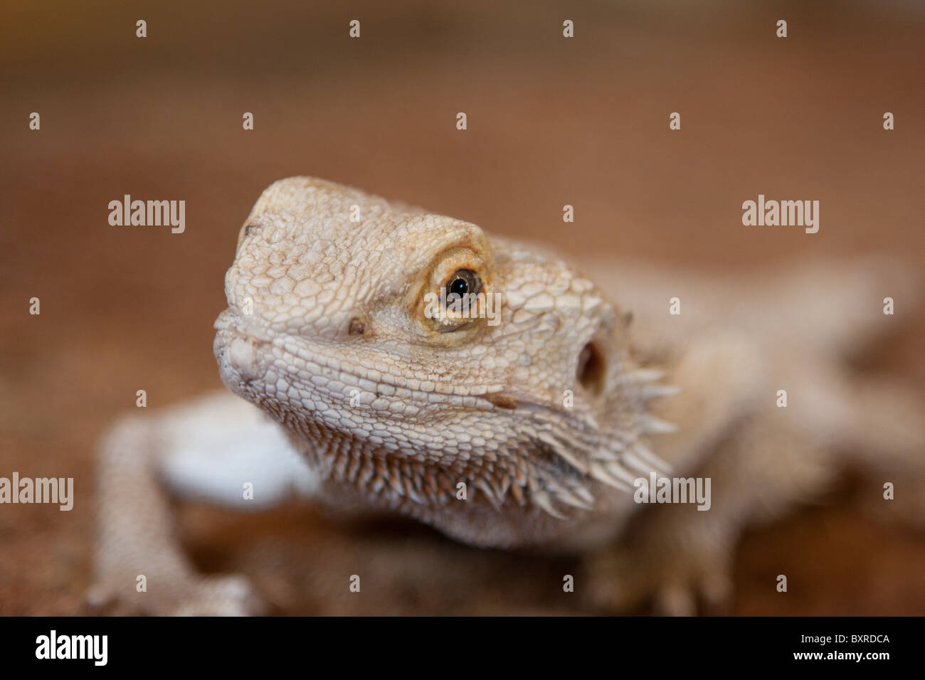Bearded lizard hi-res stock photography and images - Alamy
