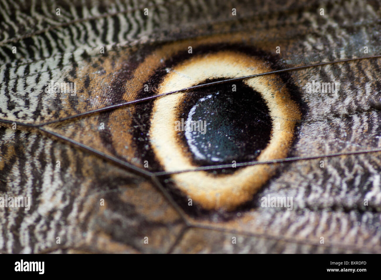 Butterfly wing hi-res stock photography and images - Alamy