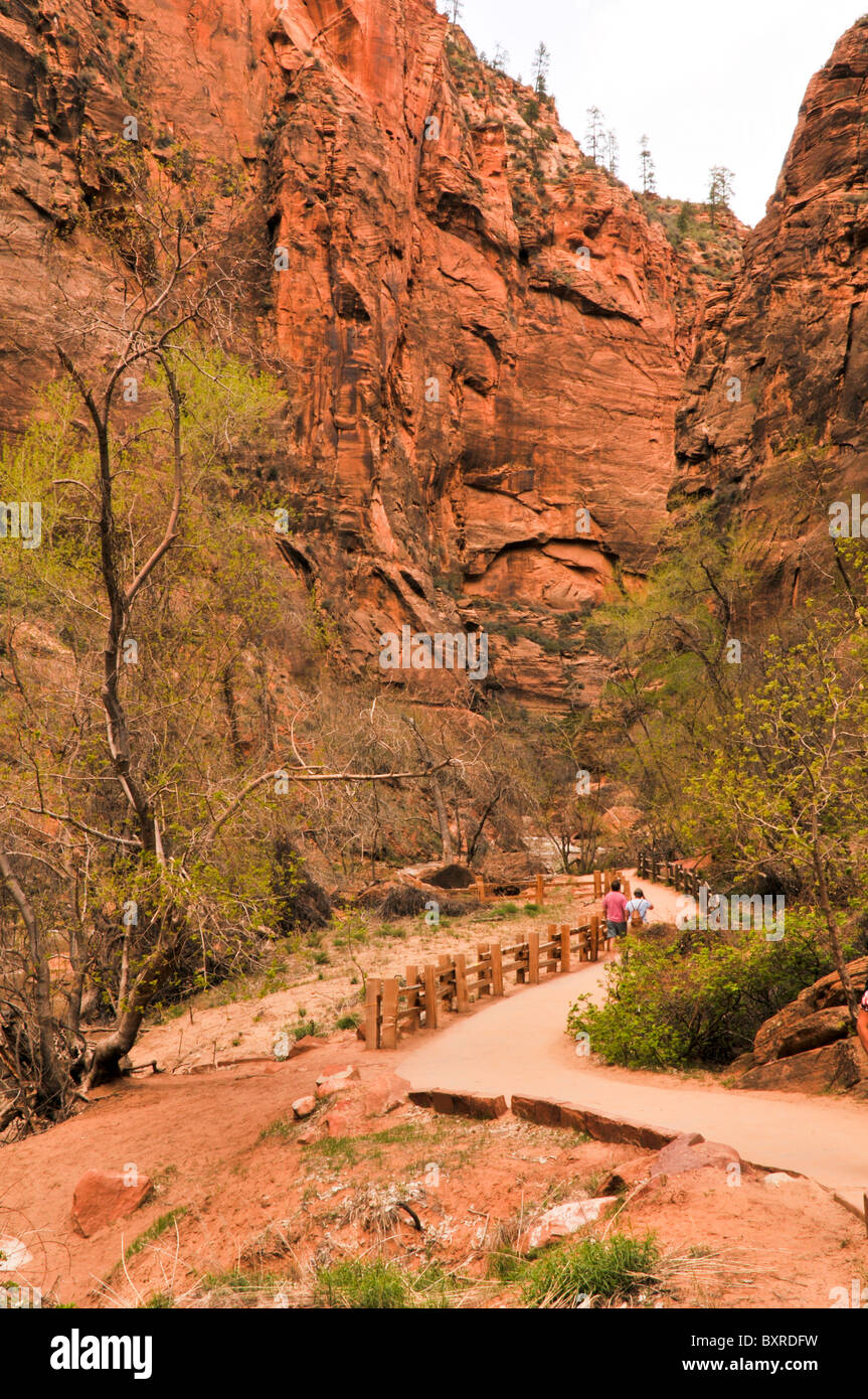 Riverside Walk along Virgin River, Zion National Park, Utah Stock Photo ...