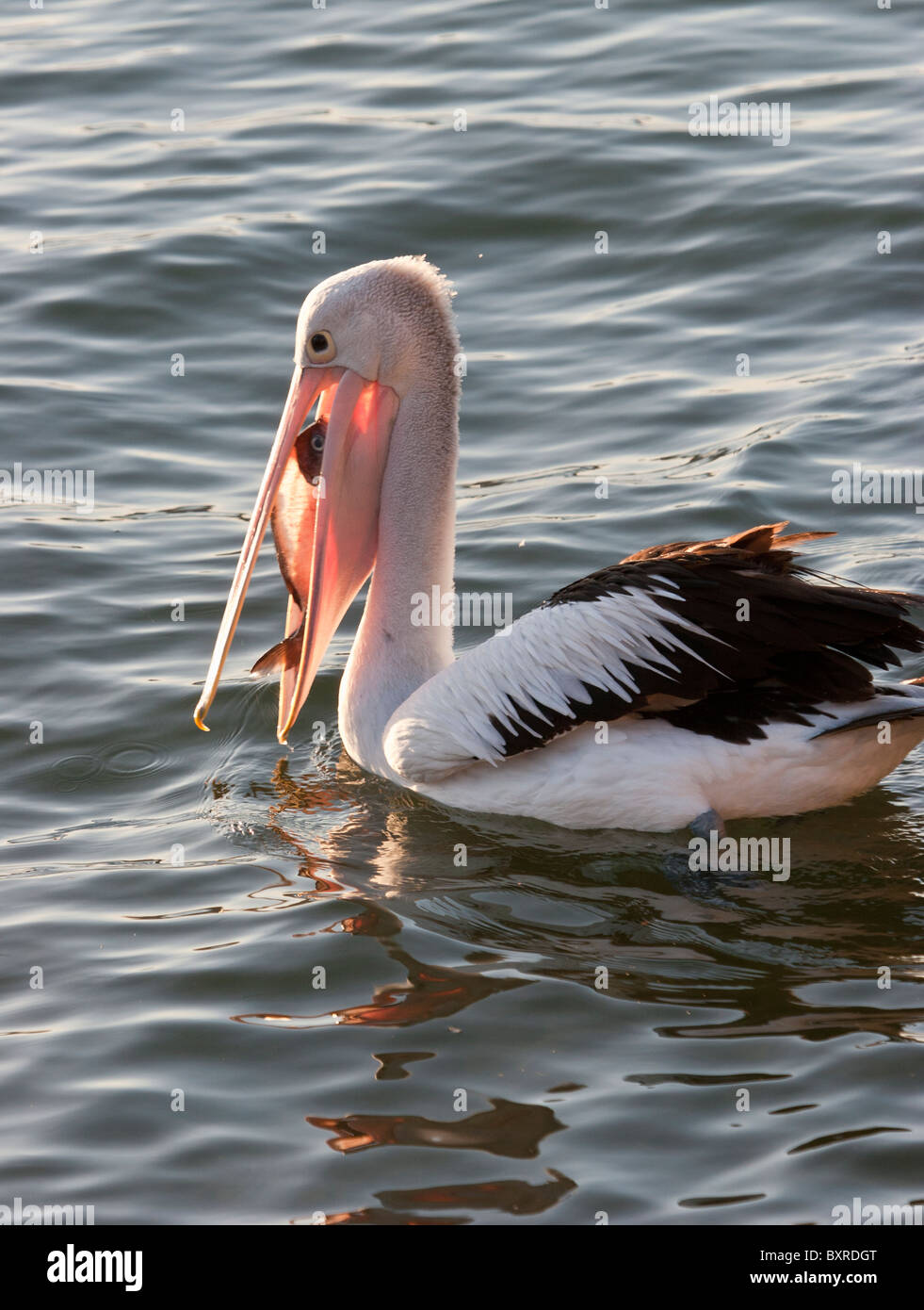 Australian pelican (Pelecanus conspicillatus) catching a fish and ...