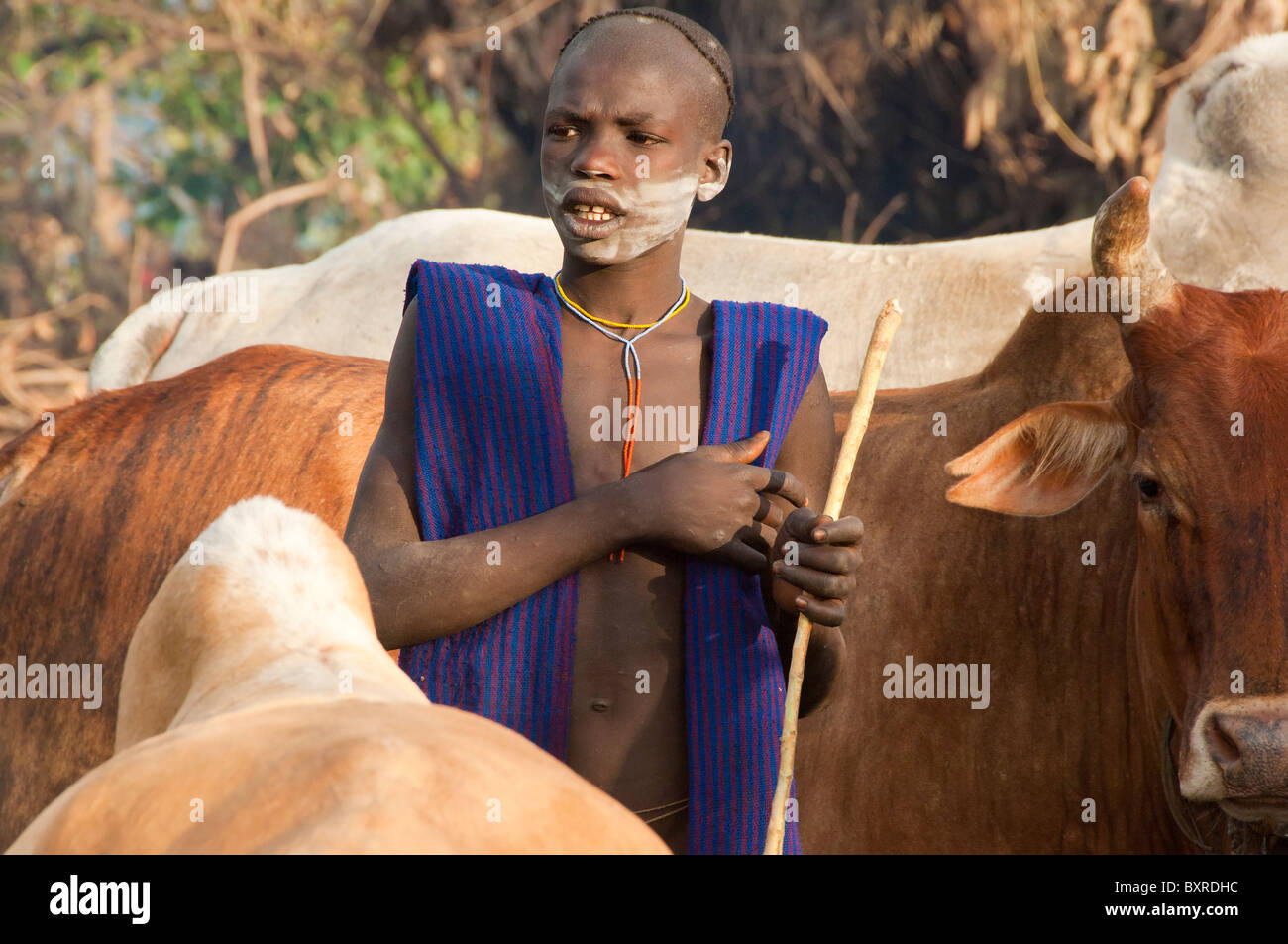 Suri ethiopia cattle hi-res stock photography and images - Alamy
