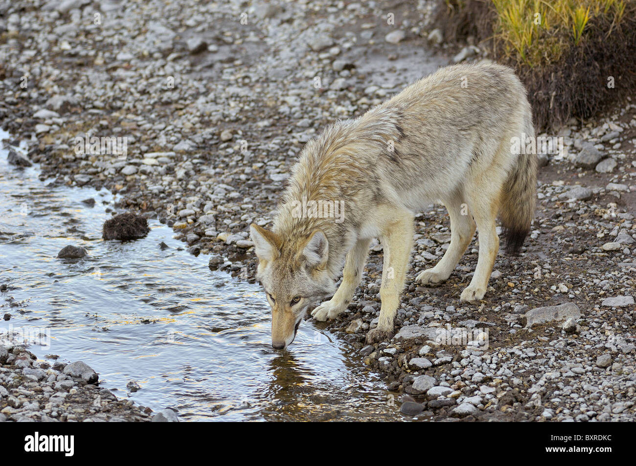 Coyote drinking water hi-res stock photography and images - Alamy