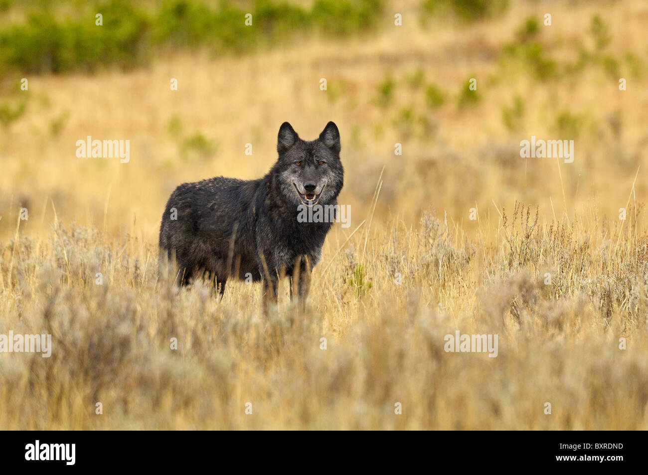 North american timber wolves hi-res stock photography and images - Alamy