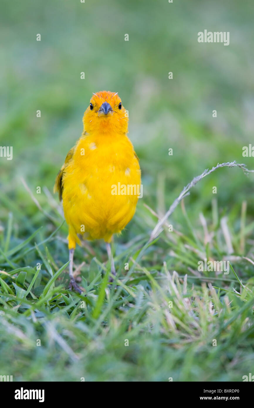 Saffron Finch (Sicalis flaveola), male feeding in the grass Stock Photo ...