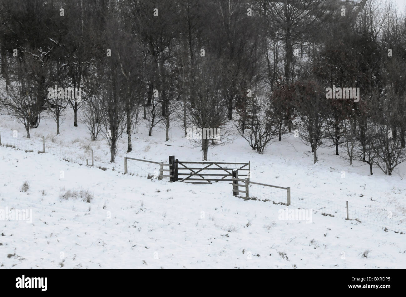 Woodland Snow Scene Stock Photo - Alamy