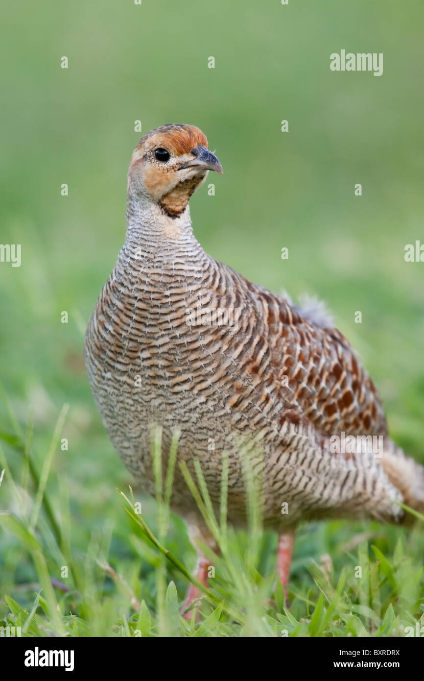 Gray Francolin (Francolinus pondicerianus Stock Photo - Alamy