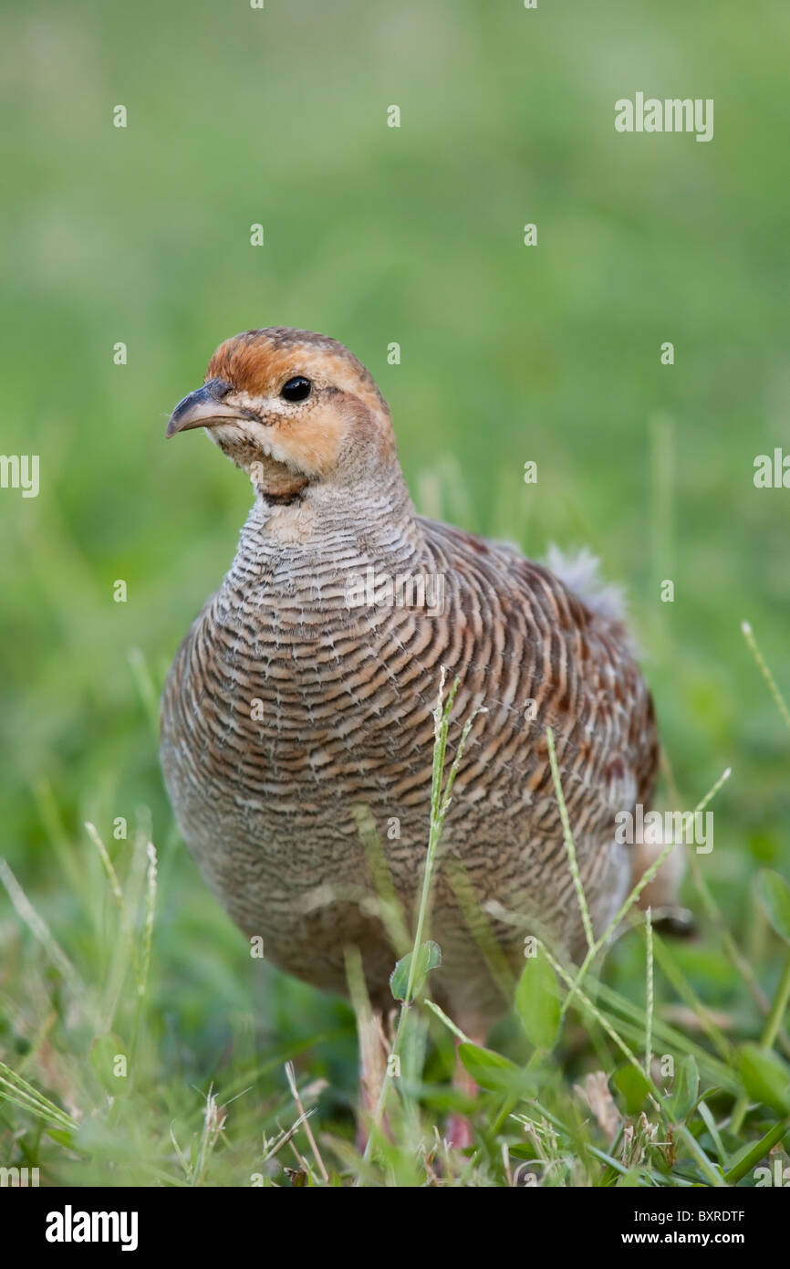 Gray Francolin (Francolinus pondicerianus Stock Photo - Alamy