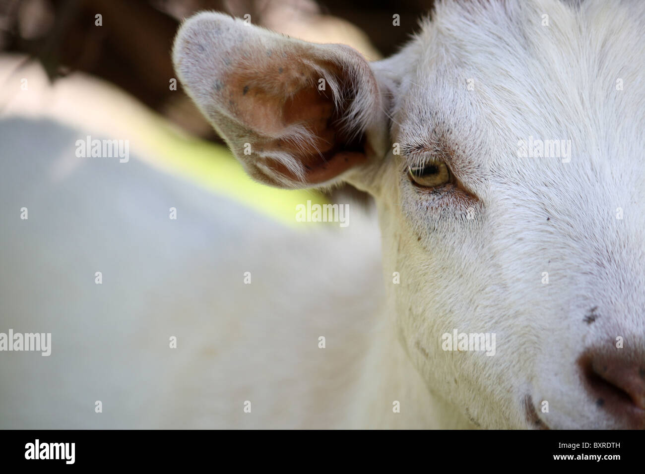 Baby goat close up goats hi-res stock photography and images - Alamy