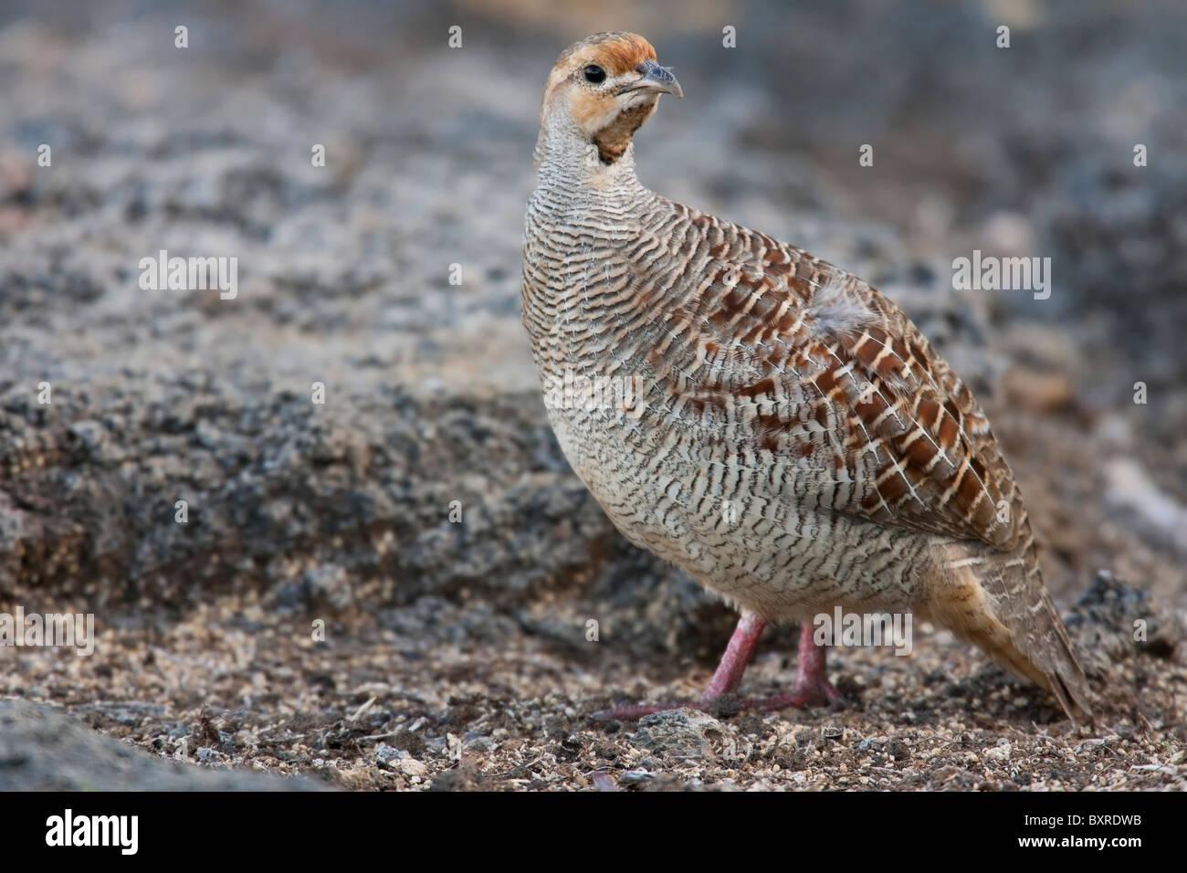 Gray Francolin (Francolinus pondicerianus Stock Photo - Alamy