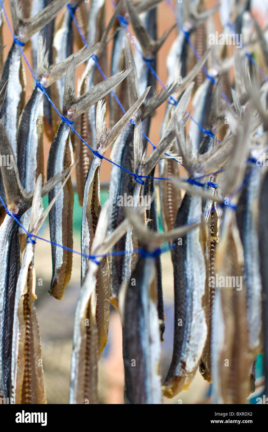 Flying fish hi-res stock photography and images - Alamy