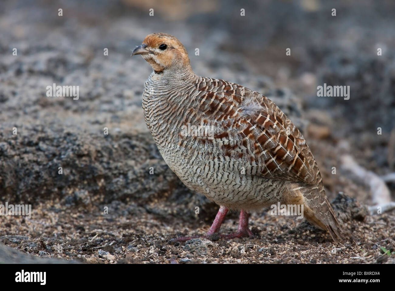 Gray Francolin (Francolinus pondicerianus Stock Photo - Alamy