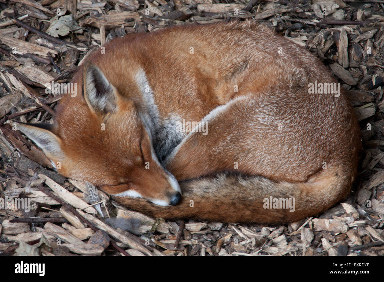 Red fox sleeping hi-res stock photography and images - Alamy