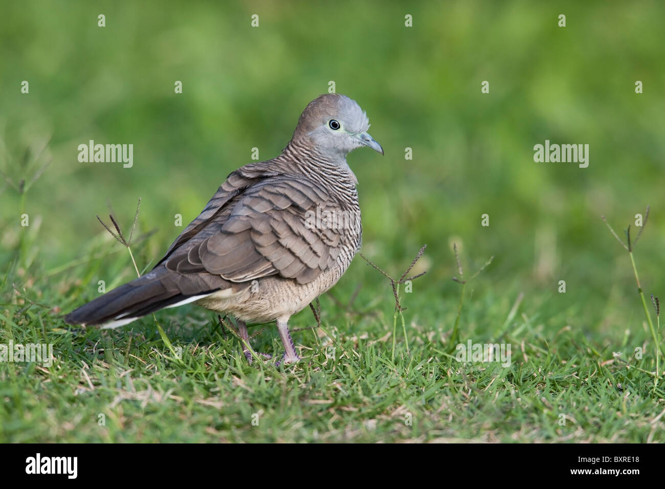 Zebra Dove (Geopelia striata Stock Photo - Alamy