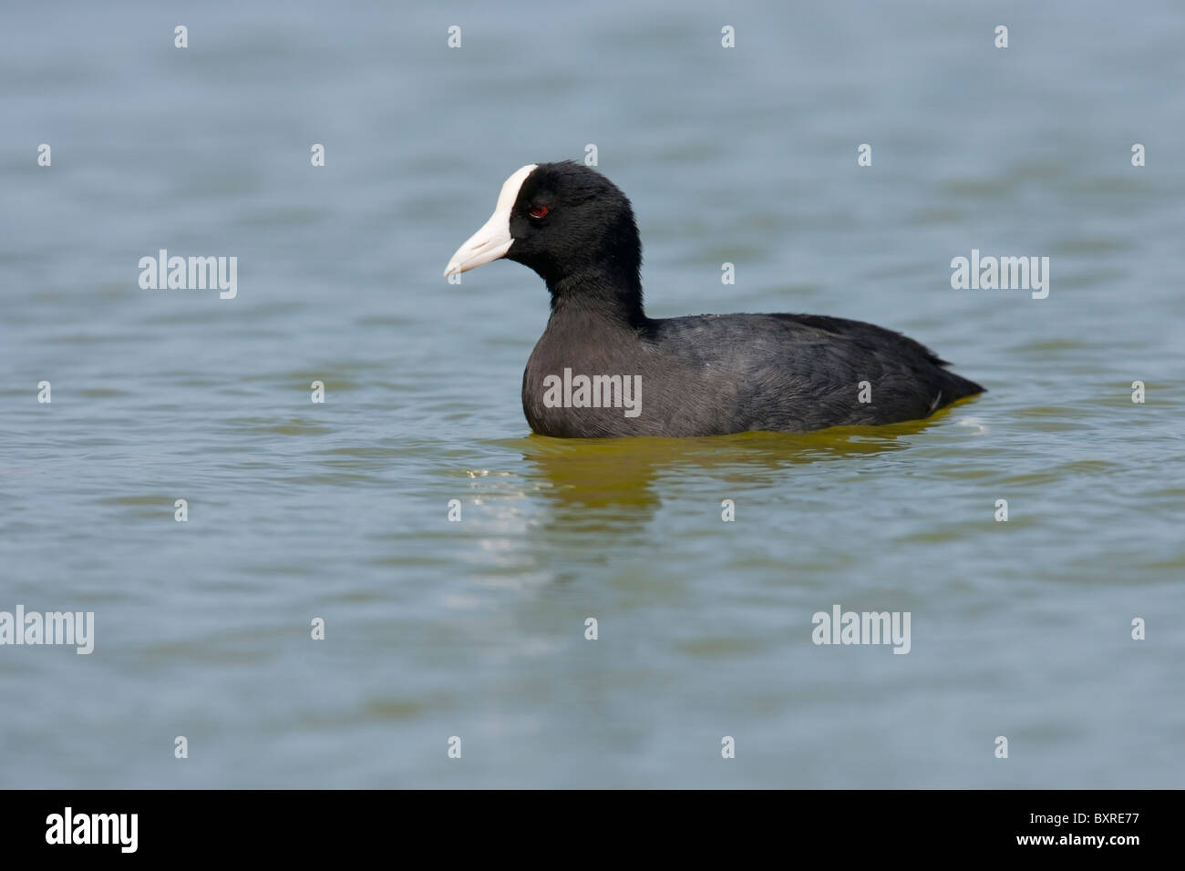 Hawaiian Coot (Fulica alai Stock Photo - Alamy