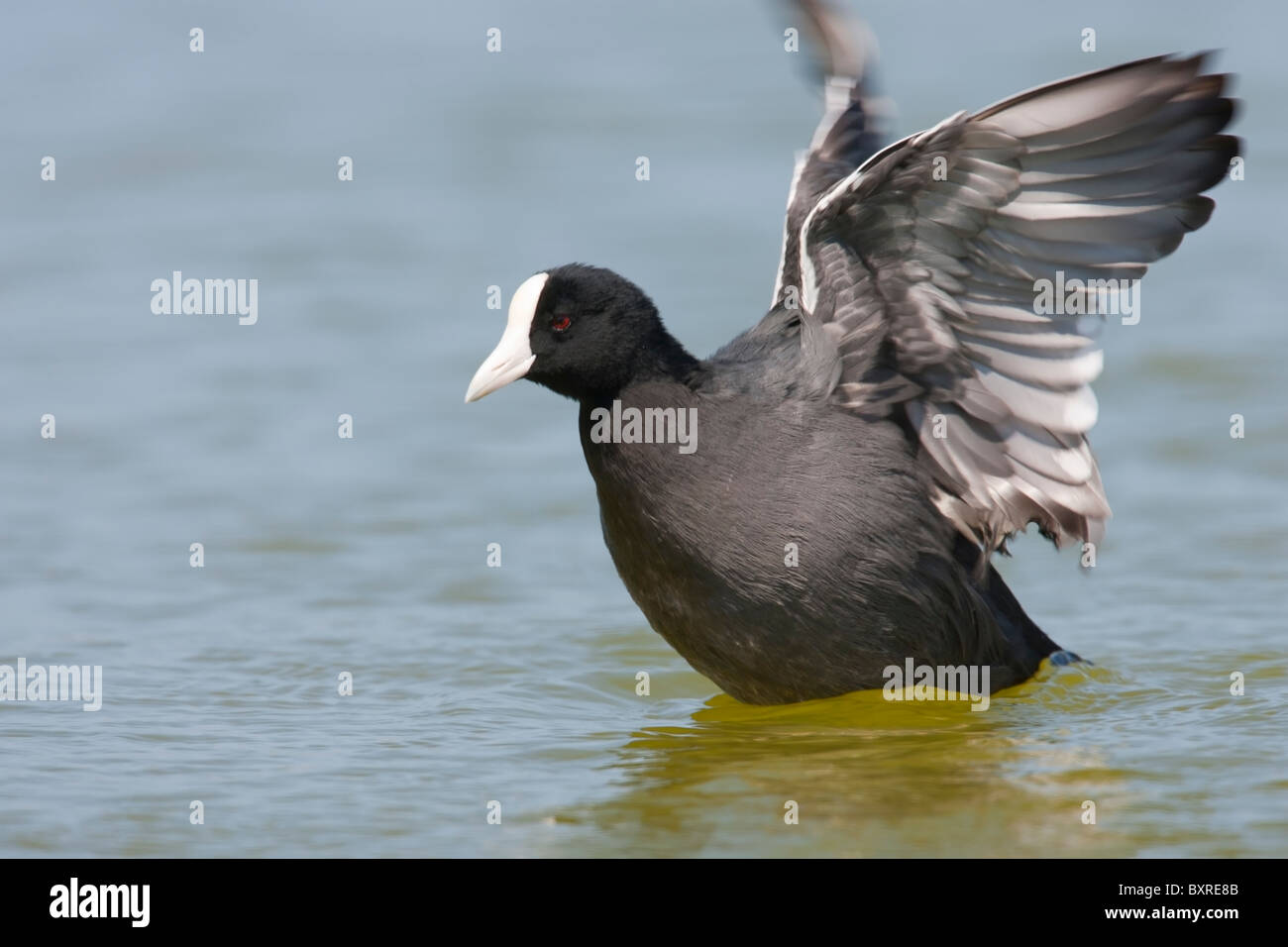 Hawaiian Coot (Fulica alai) flapping wings Stock Photo - Alamy