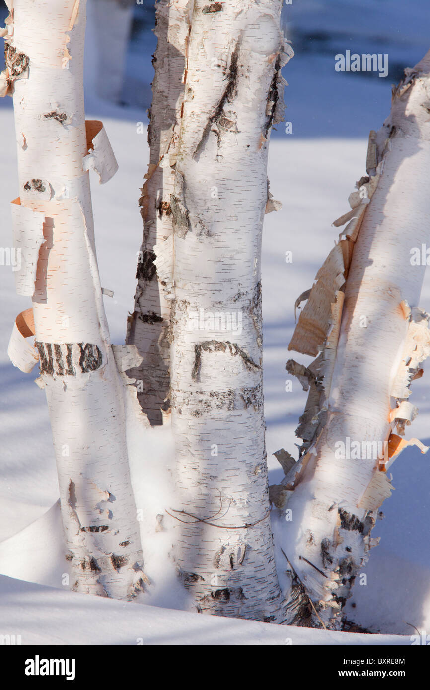 Paper Birch, also known as American White Birch and Canoe Birch, Betula ...