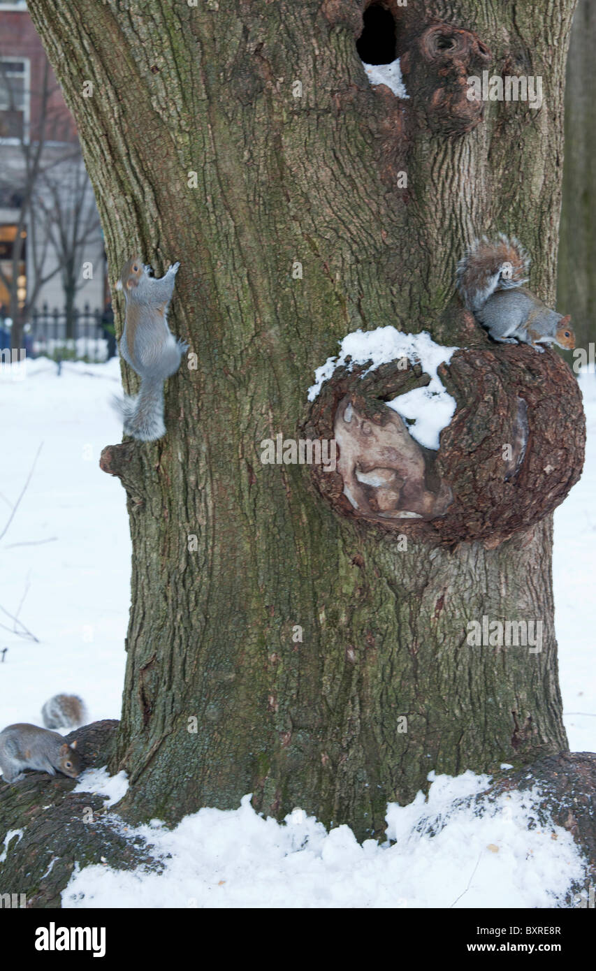 Gray squirrels hi-res stock photography and images - Alamy