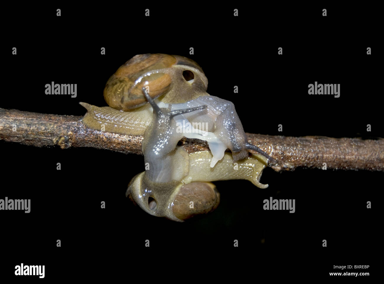 Snails mating hi-res stock photography and images - Alamy