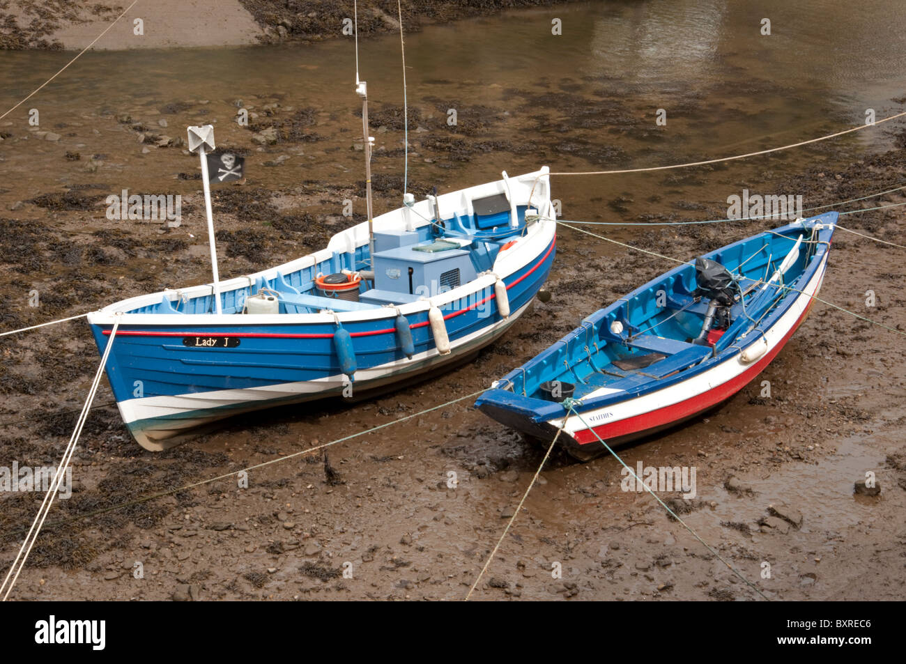 Pirate fish hi-res stock photography and images - Alamy