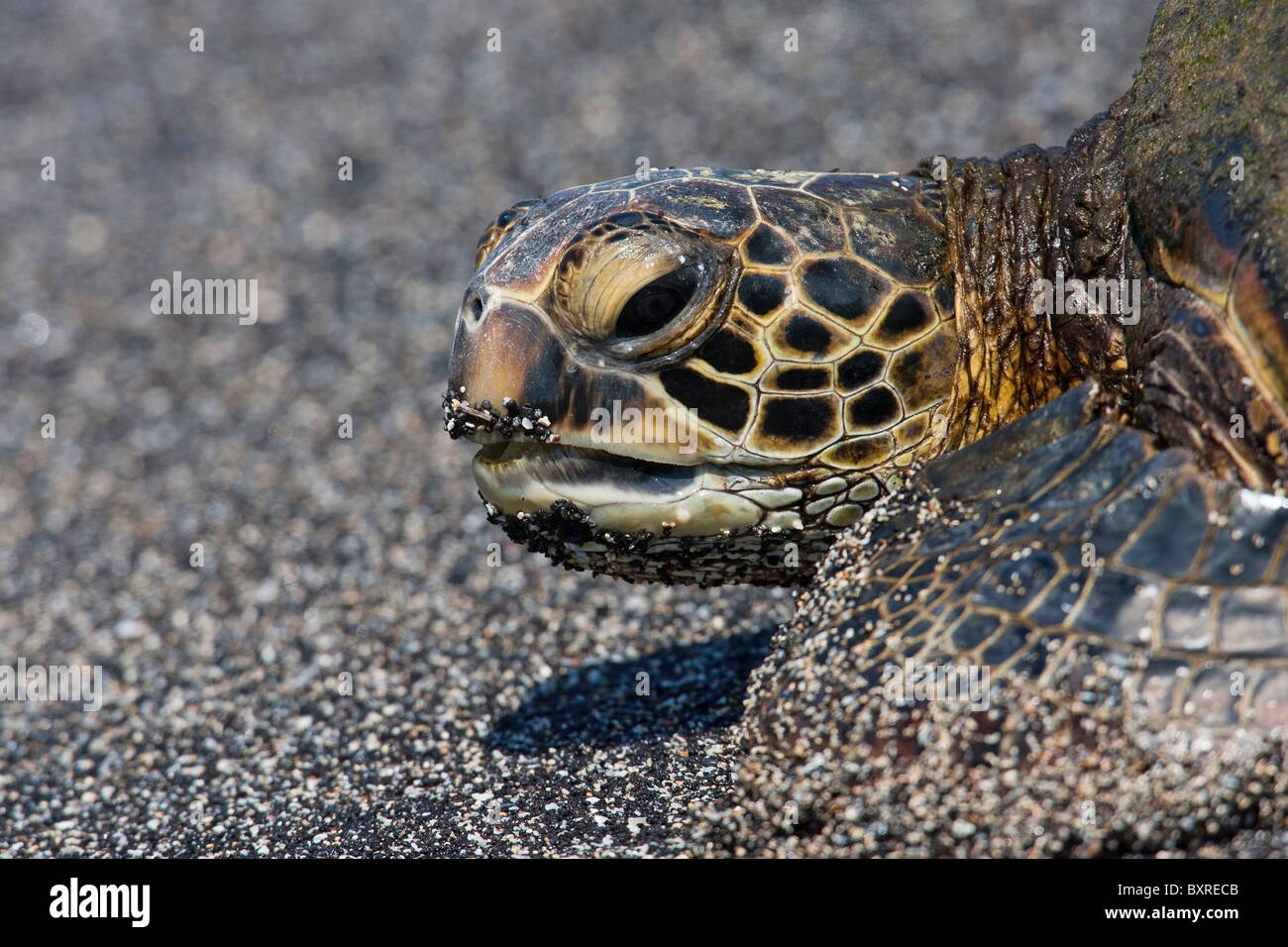 Eastern Pacific Green Sea Turtle (Chelonia mydas agassizii) resting on ...